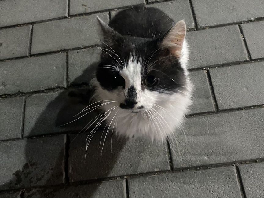 Ласковый котик Чижик