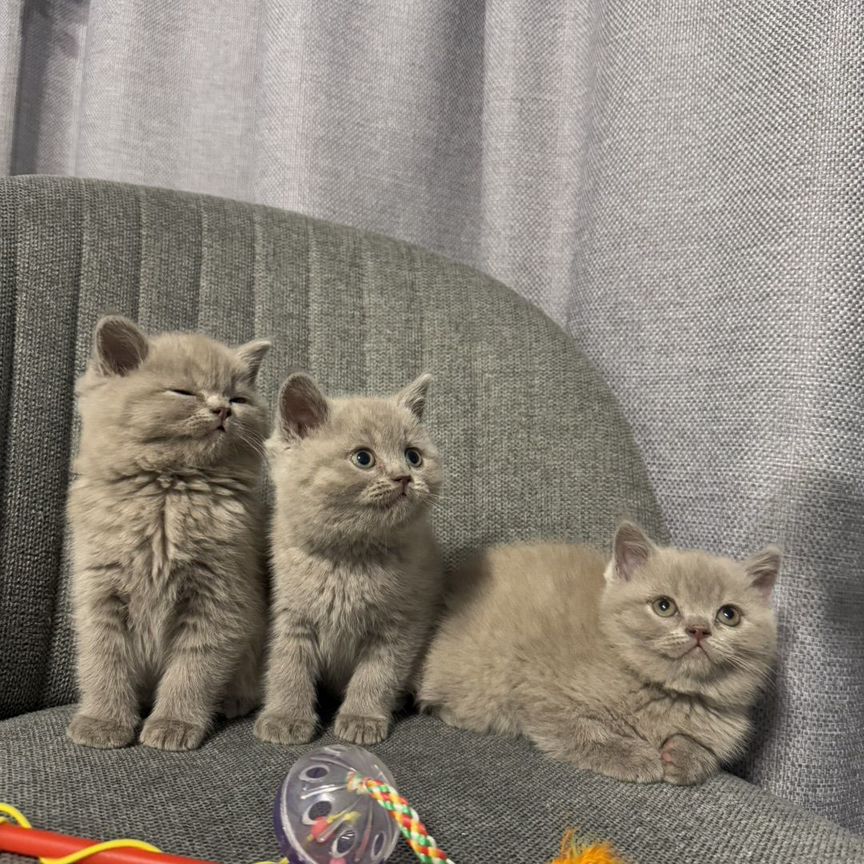 Британские булочки