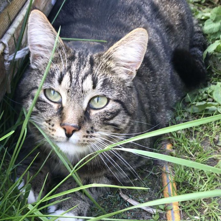Котейка
