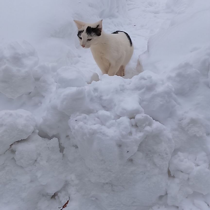 Котёнок в добрые руки