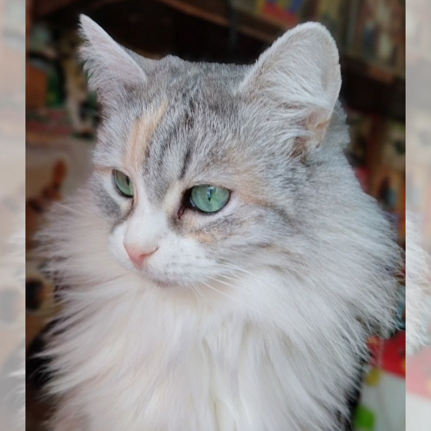 Кошка Люся 8 лет