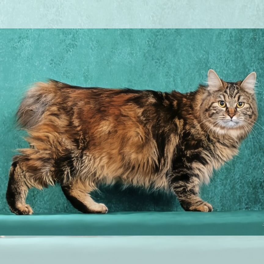 Курильский бобтейл длинношёрстный, взрослая кошка