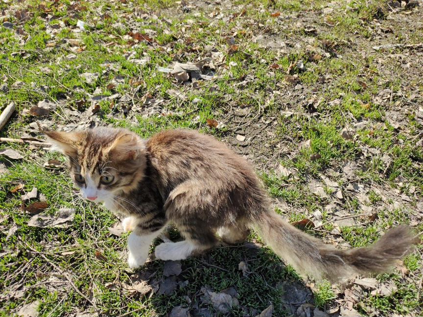 Котята в добрые руки бесплатно
