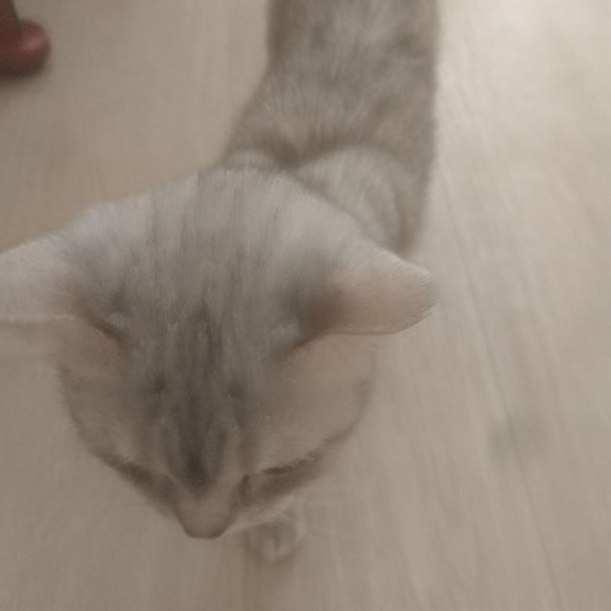 Отдам кошку, не стелирозована, кошке 4 года