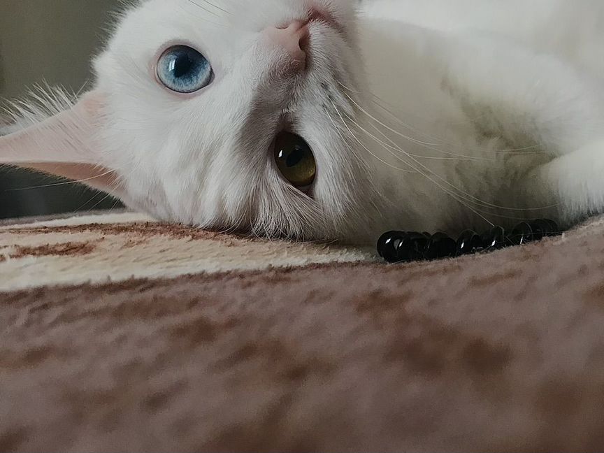 Кошка на вязку