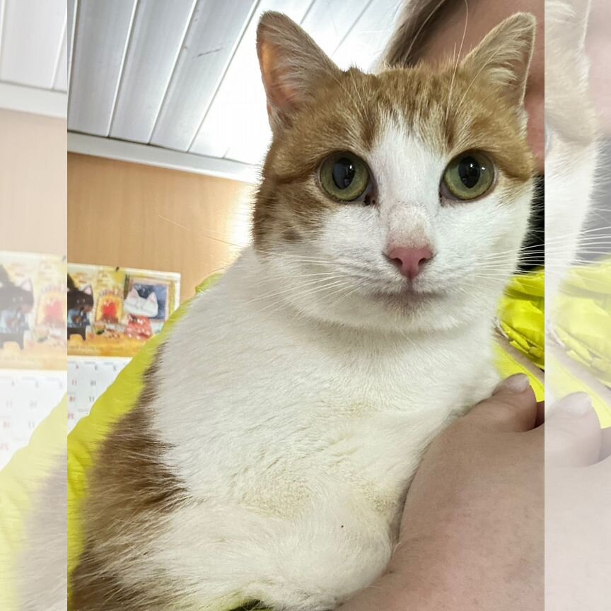 Кошечке очень нужен дом