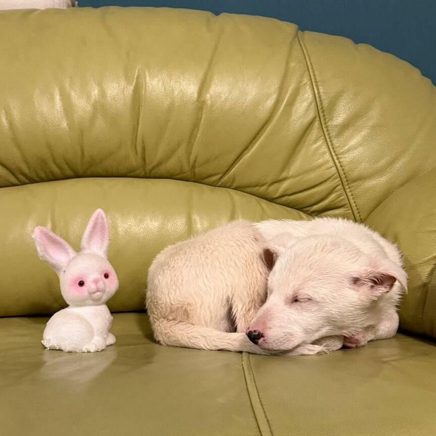 Щенок Снежок в дар