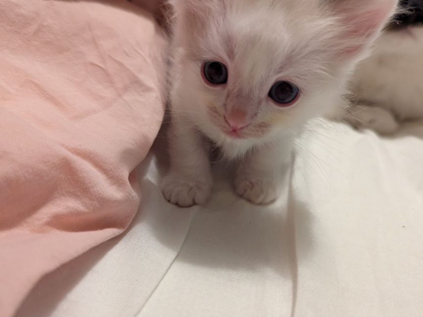 Котик Рэгдолл