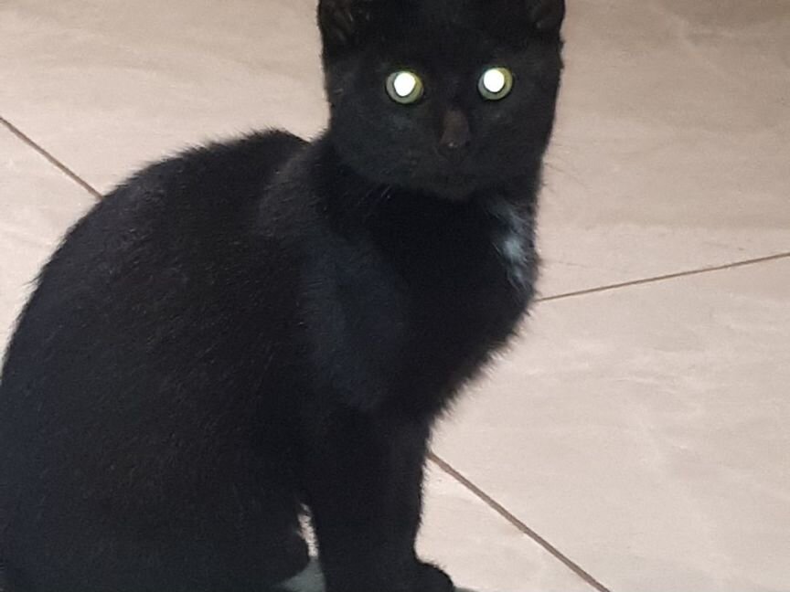 Котенок в дар бесплатно