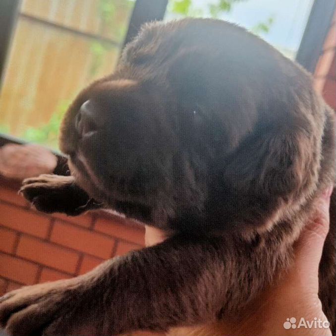 Классные шоколадки