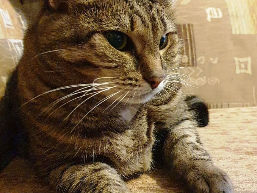 Кошечка в добрые руки