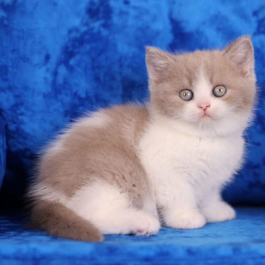 Британский короткошёрстный котёнок