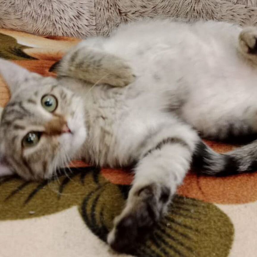 Котёнок