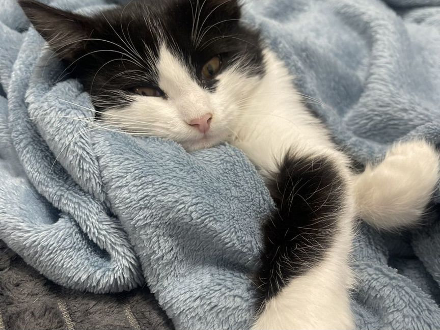 Котеночек, возраст месяца 3