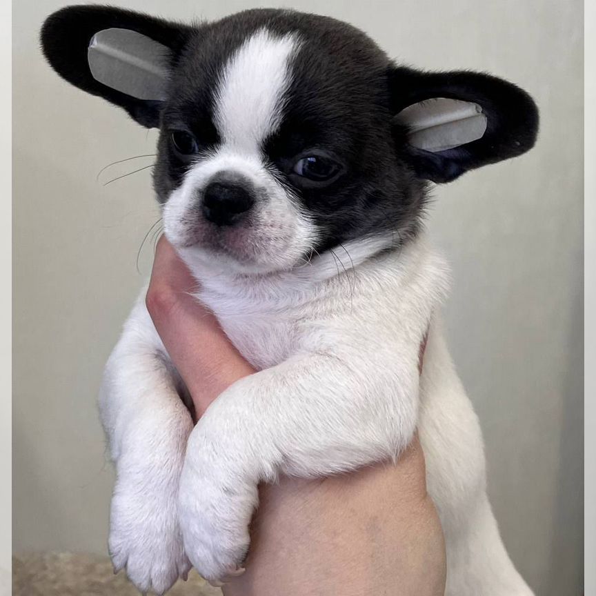 Чихуахуа, щенок