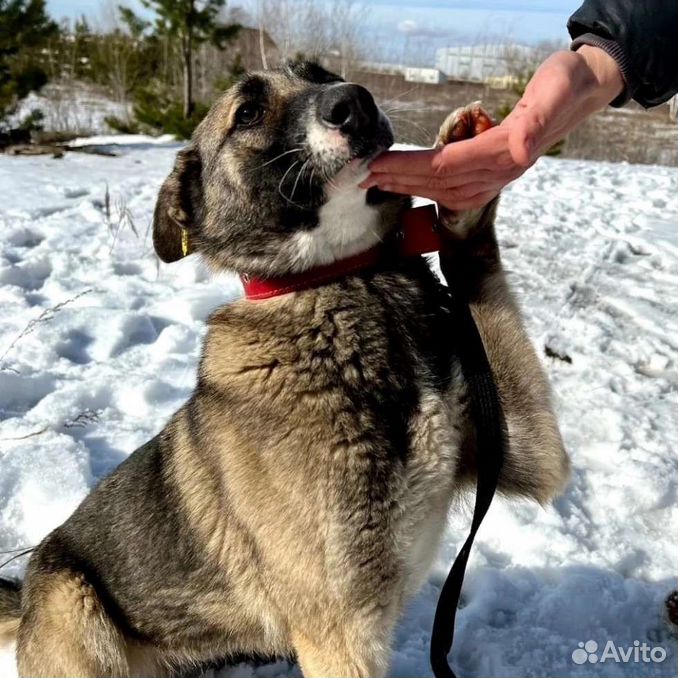 Долли ищет дом