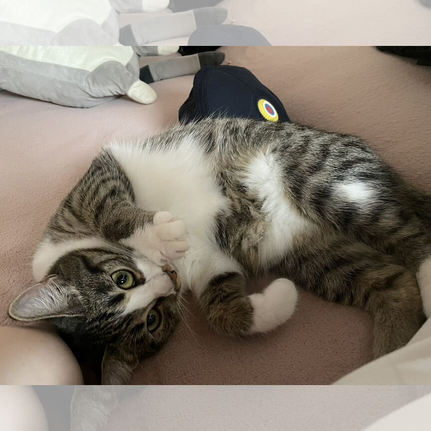 Кошка