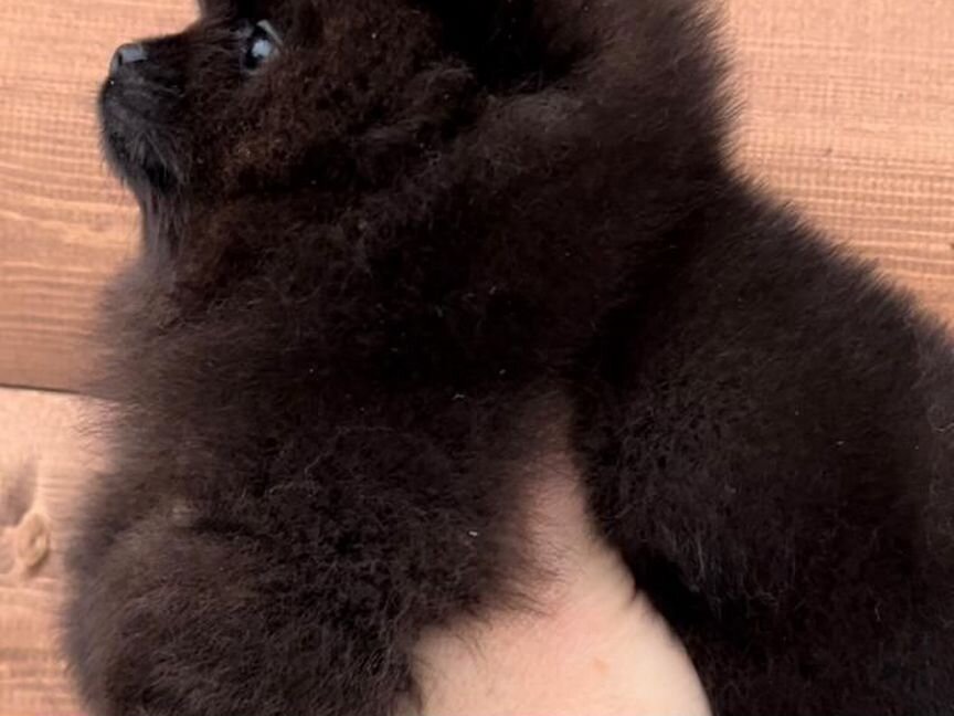 Шпиц собака улыбака