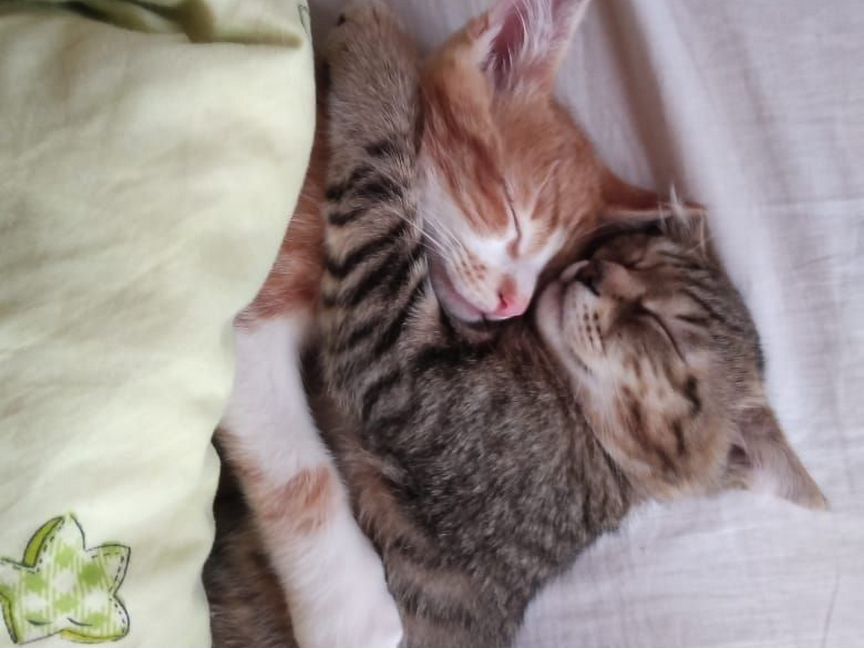 Котята в добрые руки