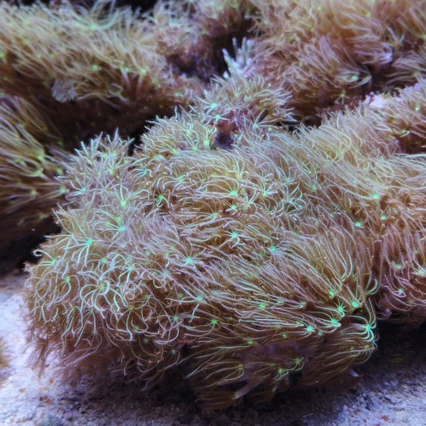 Клавулярия