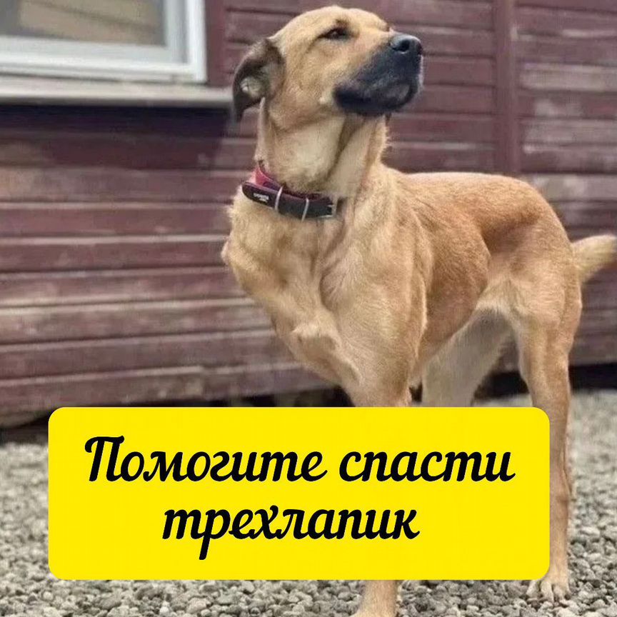 Взрослая собака в добрые руки