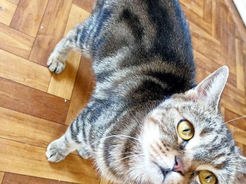 Шотландская кошка Скотиш Страйт