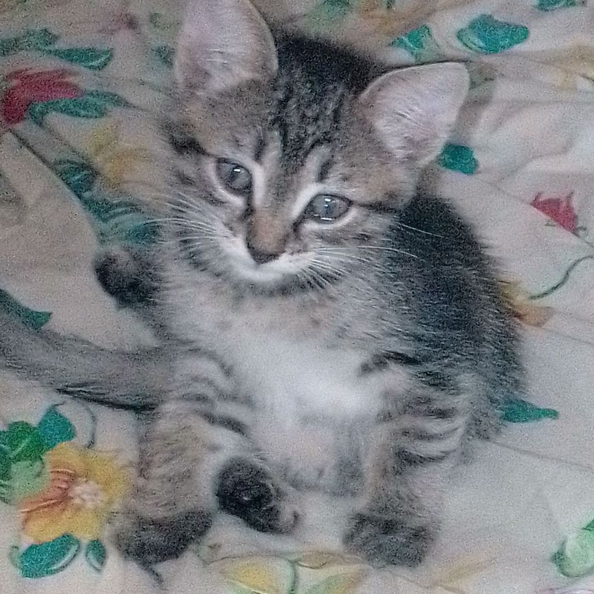Отдам котенка в добрые руки мальчика, 2 месяца