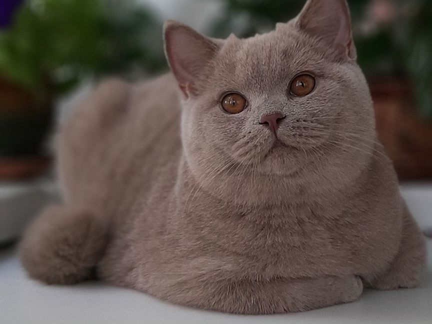 Элитная британская кошка, 5 мес