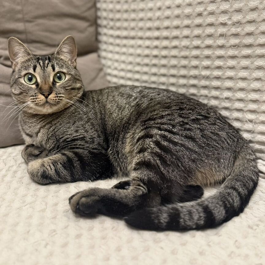 Взрослая кошка в добрые руки