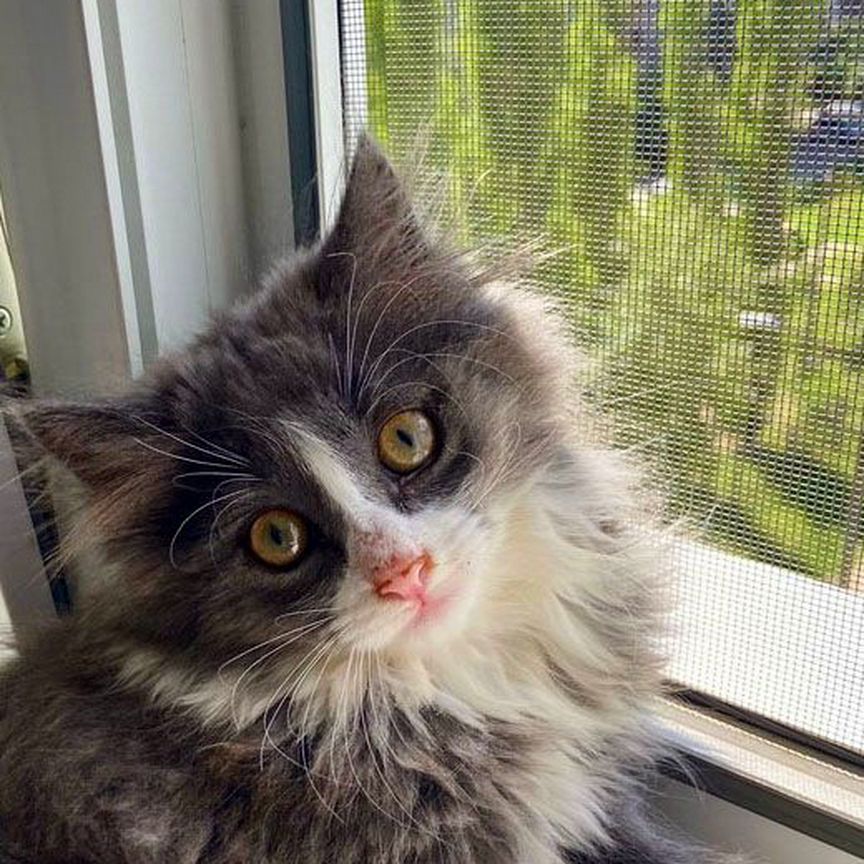 Котенок Пушистик для счастья и уюта в вашем доме