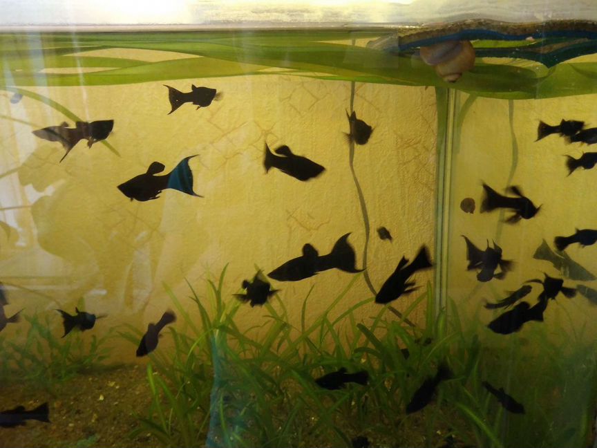 Молинезии, меченосцы