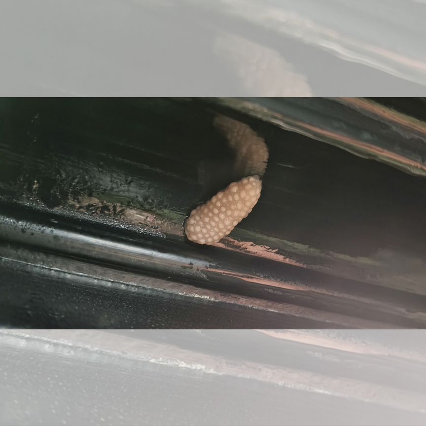 Икра(яйца улитки Ампулярии