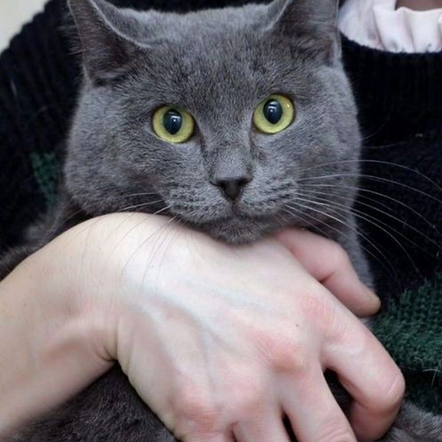 Котёнок ищет дом