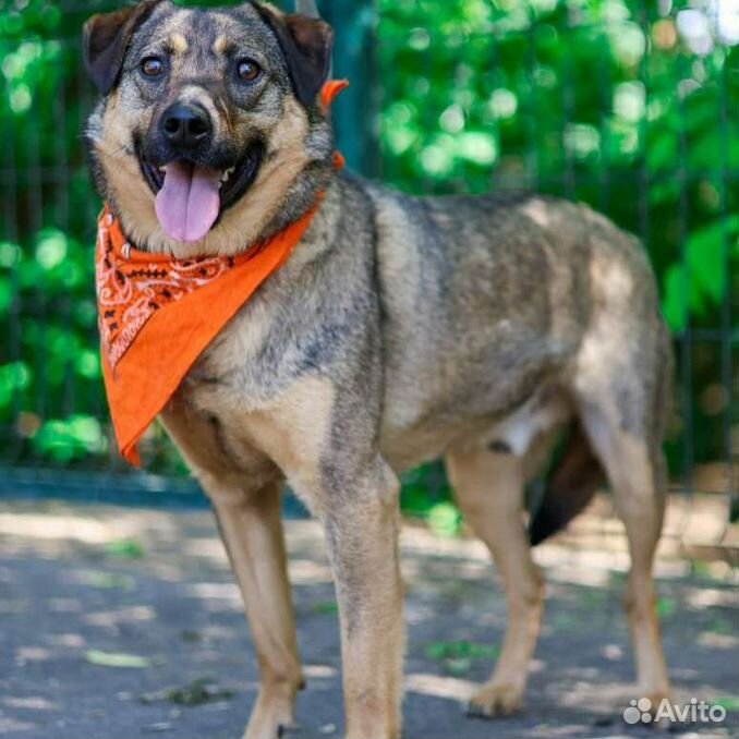 Лукаса предали, но он всё ещё надеется обрести дом