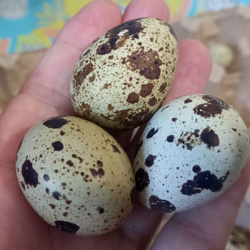 Яйцо инкубационное перепелиное