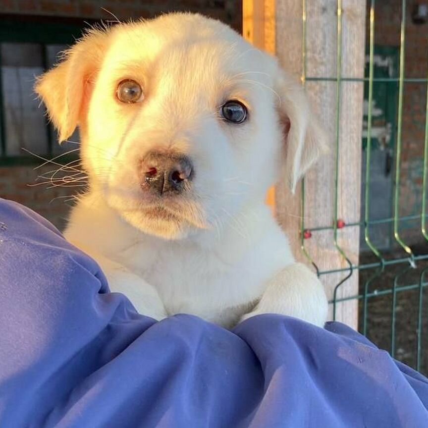 Щенок в добрые руки