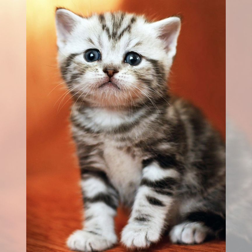 Шотландский прямоухий короткошёрстный котёнок