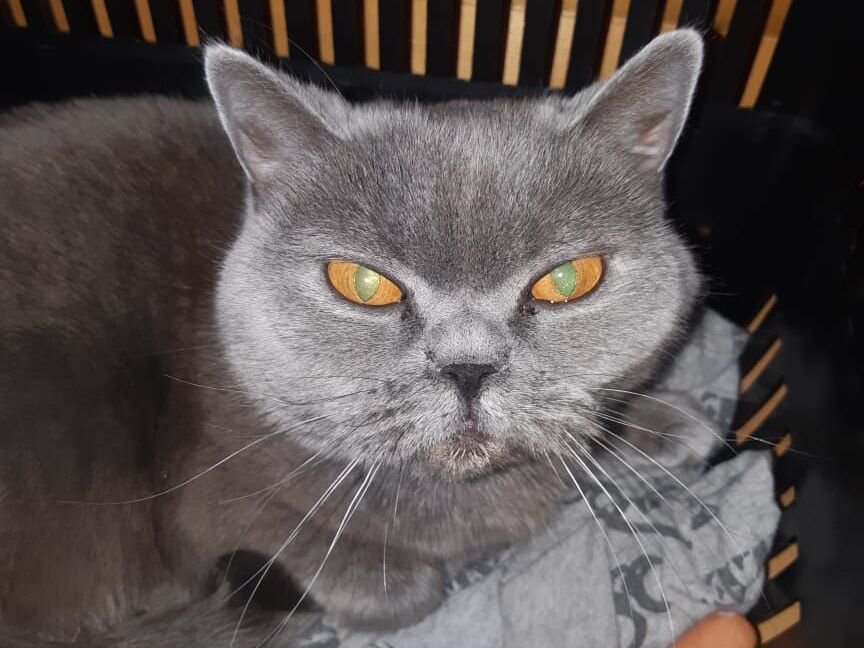 Ищет дом красивая британская кошечка