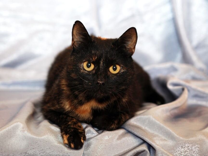 Кошка