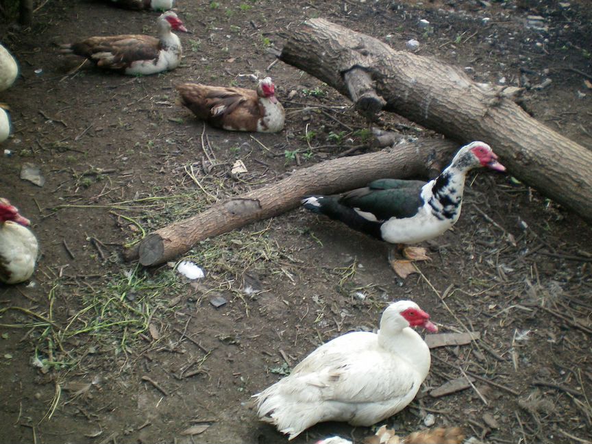 Утки шипуны