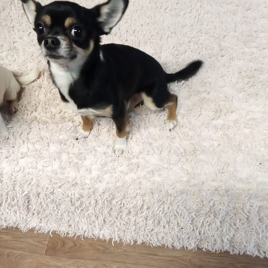Чихуахуа Мальчик 1.5года