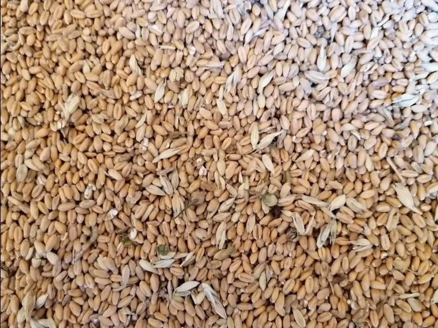 Просо, Кормовая пшеница корма