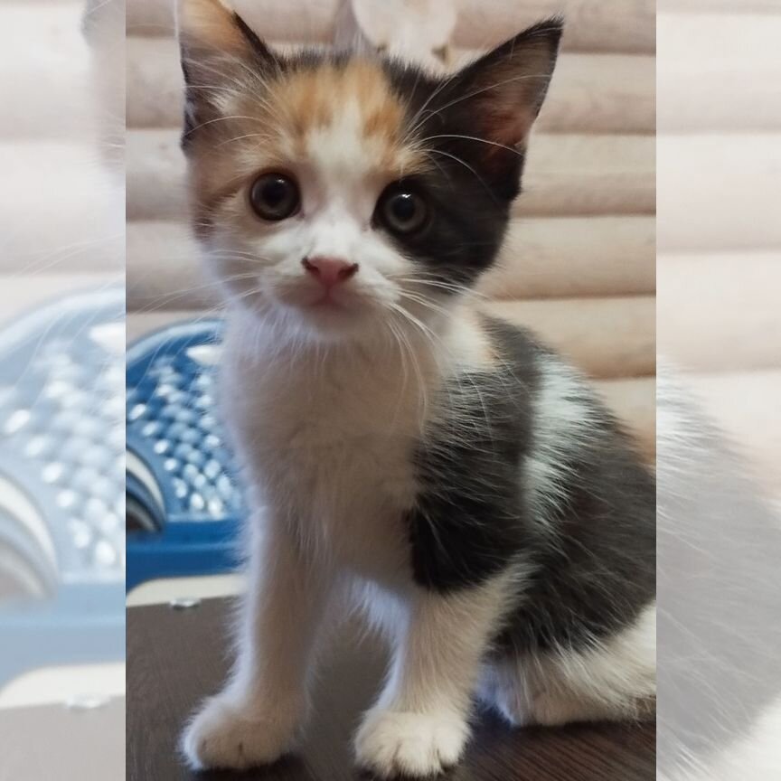 Кошечка 1,5 месяца ищет хозяев
