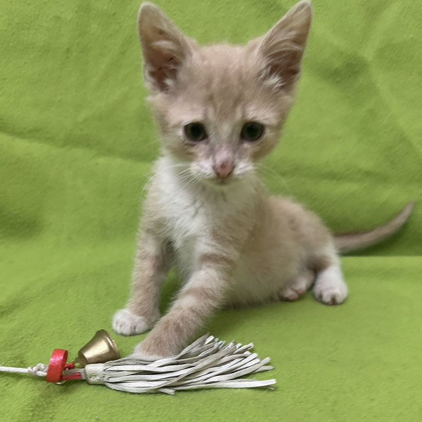 Котенок 2 мес Персик