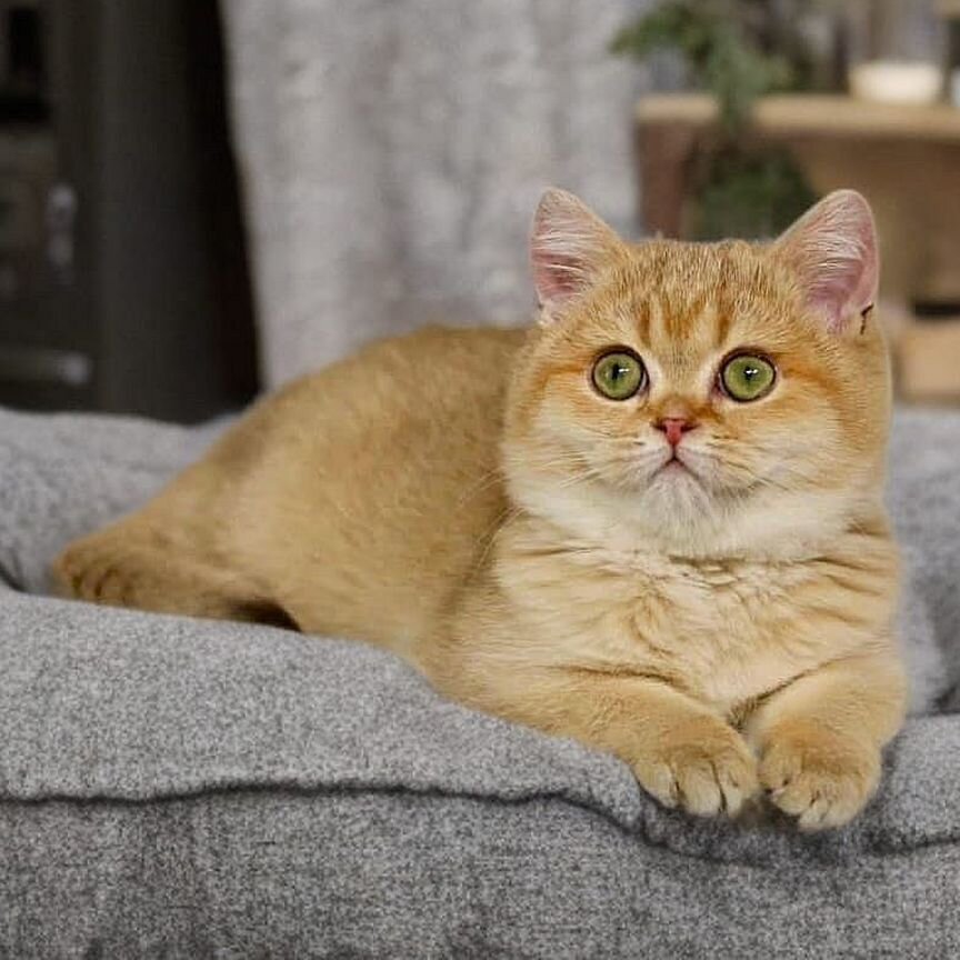 Золотая шиншилла девочка котенок