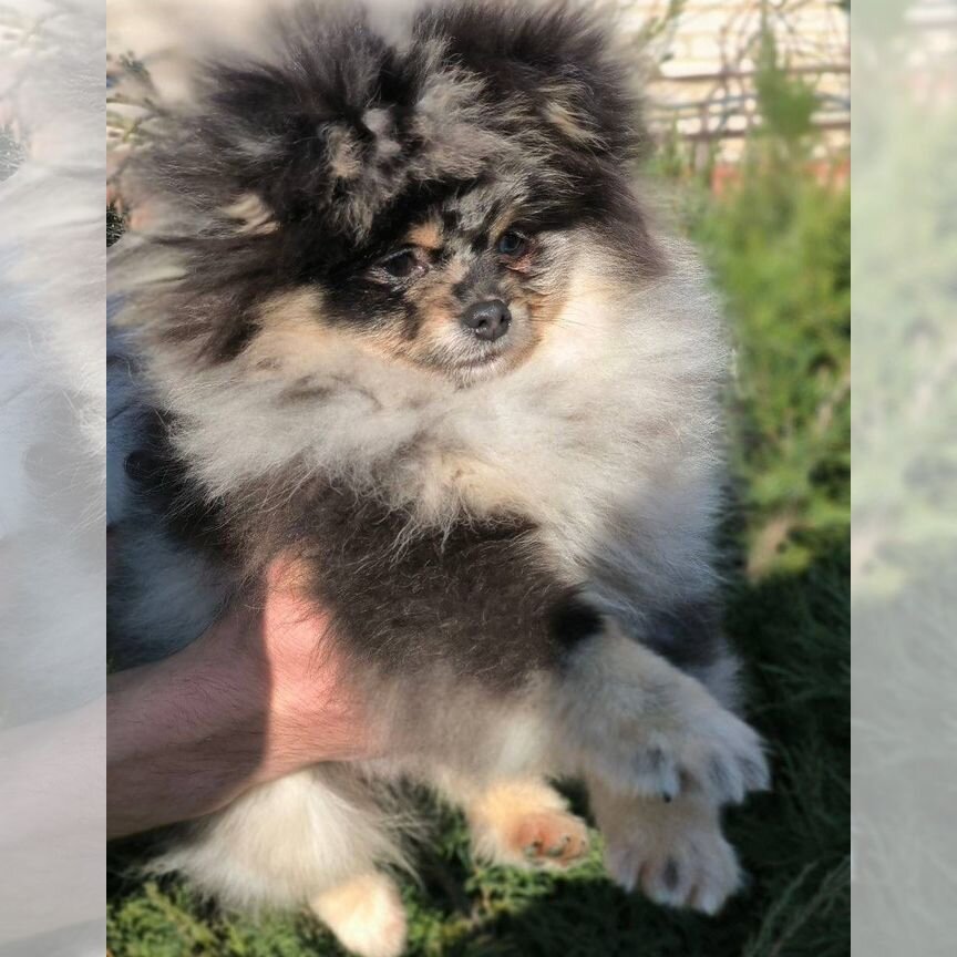 Померанский шпиц, щенок