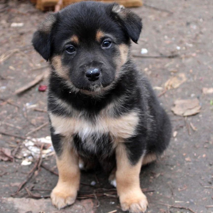 Щенок в добрые руки