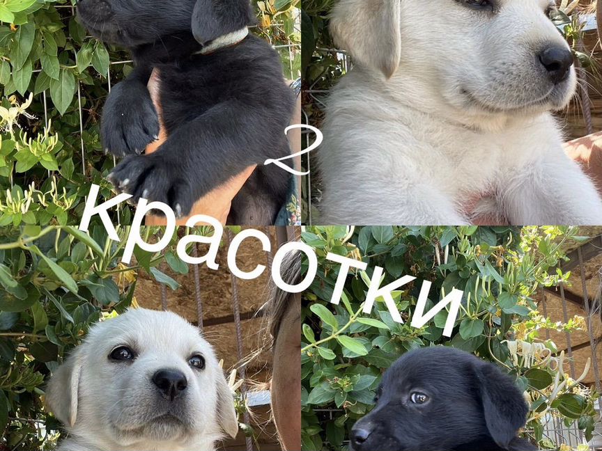 Щенки породы Лабрадор