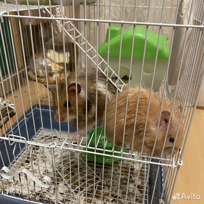 Хомяк обыкновенный