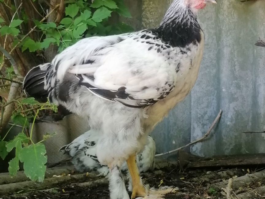 Брама светлая